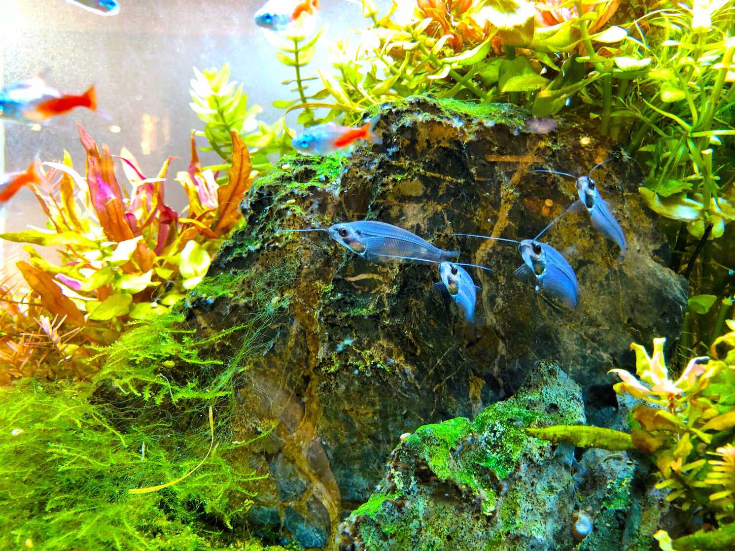 Akwarystyka dla początkujących - Odzyskaj.eu